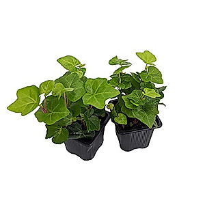 Irish Ivy - Hedera English Ivy - 2 Pack 3" Pots - Easy to Grow, Indoors