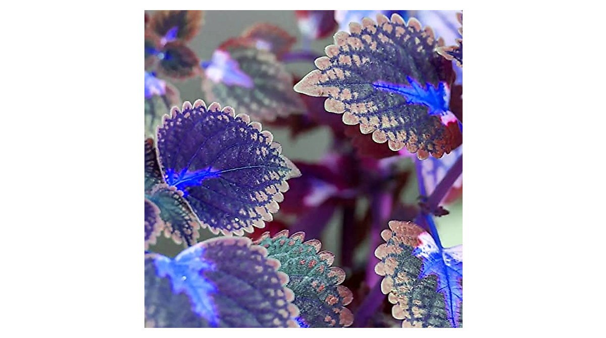 QAUZUY GARDEN 30 Rare Blue Coleus Seeds for Planting | Beautiful Fast ...