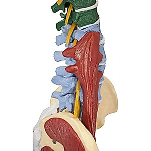 LHMYHHH Life Size Vertebral Column Model 85CM Anatomy Muscle Spine with Stand, with Spinal Nerves, Skull Base, and Pelvis for Teaching Tools
