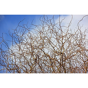 Gold Curly Willow Trees - Fast Growing Attractive Good Luck Trees - East to Grow Landscape, Garden or Yard Trees. (4 Cuttings)