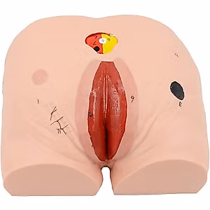 Human Wound Care Model Bedsore Nursing Human Model Pressure Ulcers Manikin Teaching Human Simulator for Nursing Teaching