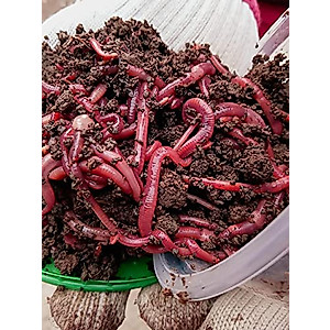 Nature's Dream Ranch 50 Count Red Wiggler Worms Vermicomposting Garden Red Earthworm