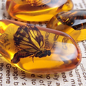 Acxico 1 Pcs Beautiful Amber Butterfly Fossil Insects Manual Polishing