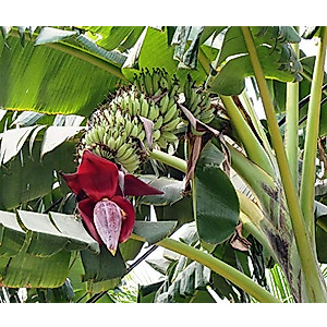 15 Banana Tree Seeds - 15 Seeds (Musa acuminata SSP. acuminata) - Pack of 15 Rare and Viable Seeds - QO Seeds