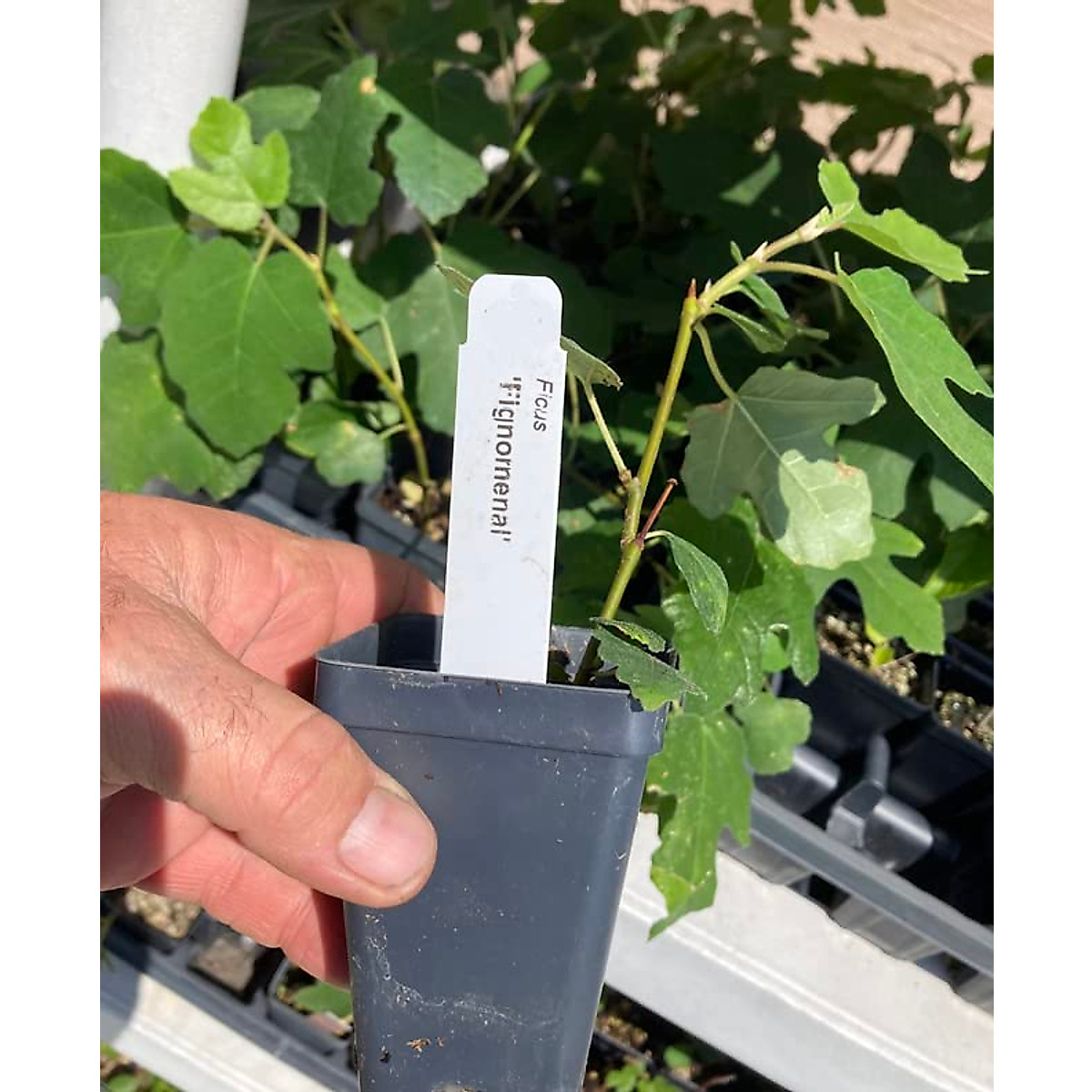 Fignomenal Dwarf Fig Tree – Dwarf Fig Plant – Self Fertile