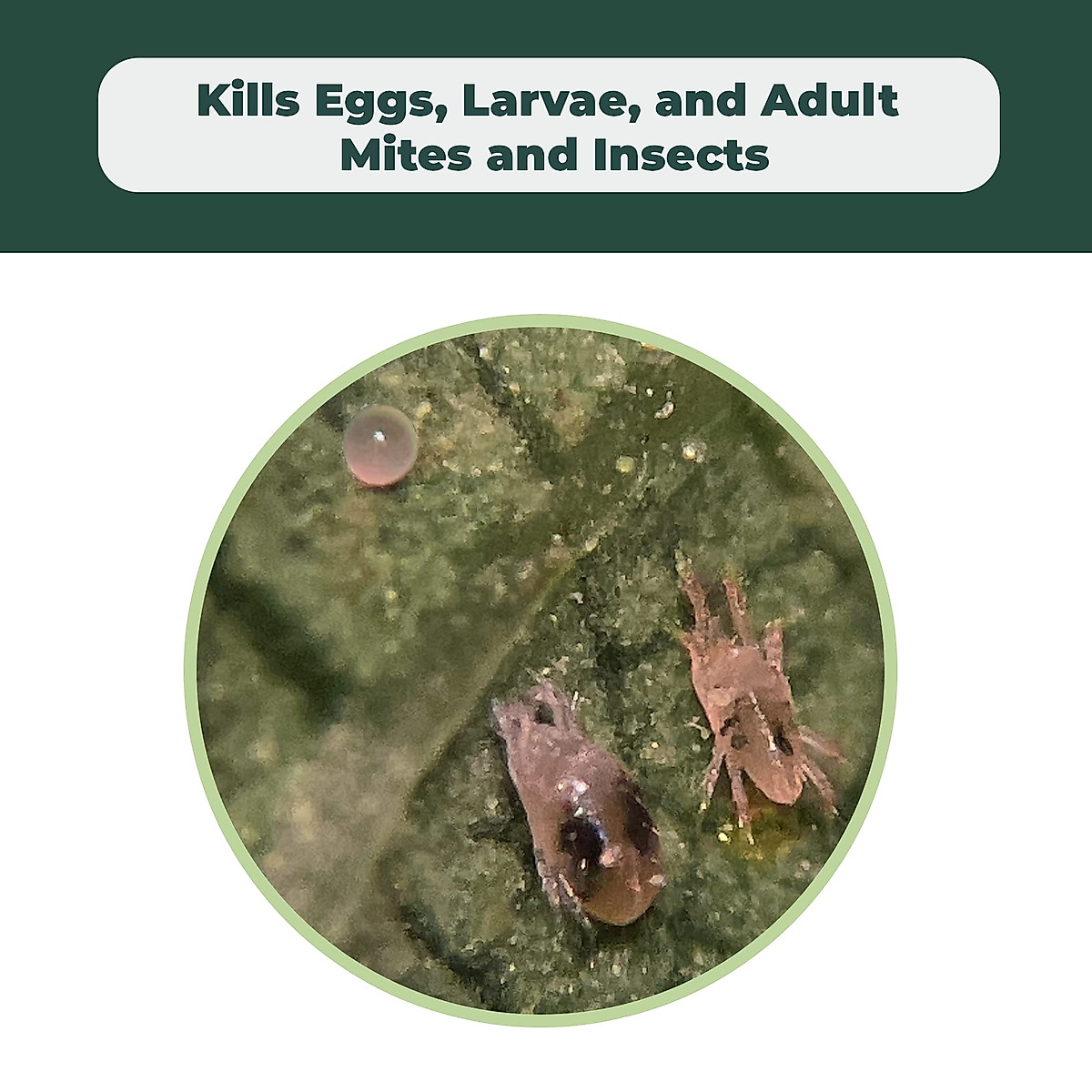Clean Green Miticide - Effective 16oz Organic Insecticide