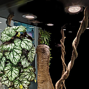 Woyrise Reptile Plants, Terrarium Hanging Plants Vines for Reptile Tank, Amphibian Habitat Leaves Decor with Suction Cups for Bearded Dragon Lizard Snake Gecko Frog Hermit Crab - 2Pack Green Heuchera