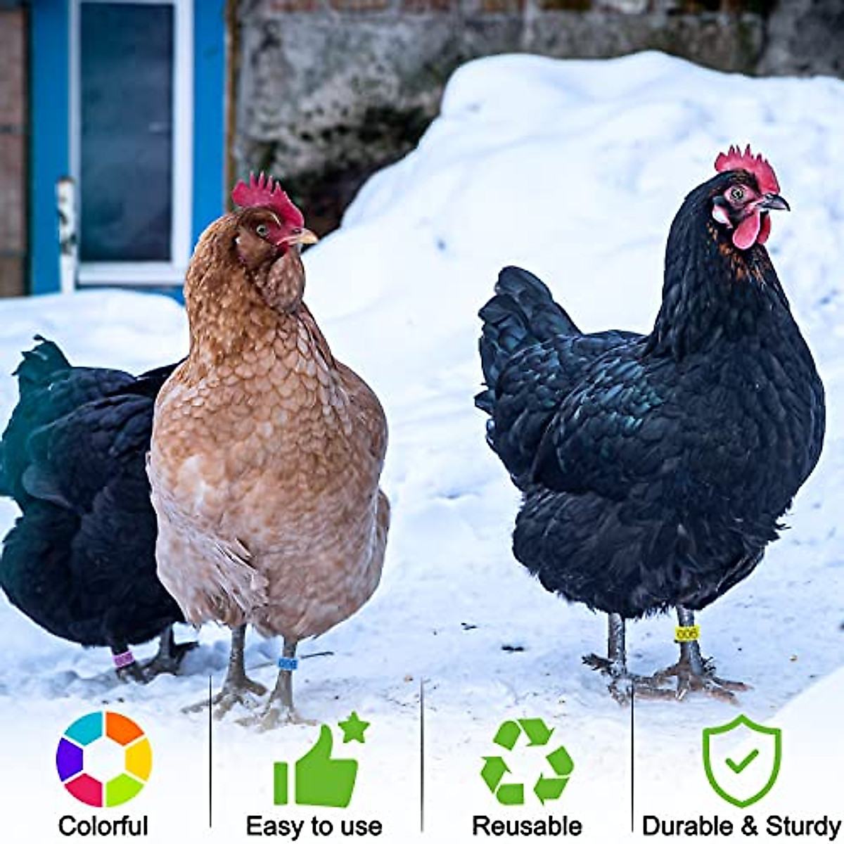 Keedolla 100Pcs 16mm Chicken Leg Rings 5 Colors Numbered Chicken Identification Leg Bands, Poultry Leg Bands Chicken Foot Rings for Ducks Chicks Bantam Guinea Pigeons Goose Gamefowl - Medium