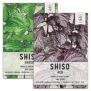 Seed Needs, Shiso Seed Packet Collection (2 Individual Varieties of Perilla/Shiso Seeds for Planting) Non-GMO & Untreated - Includes Red & Green Shiso