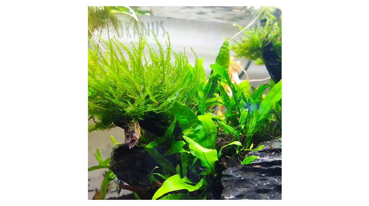 Buy Mainam Freshwater Aquarium Plants - 3 Varieties