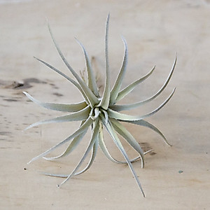 CHIVE Artificial Air Plants — Bulk Set of 5, Large — Ultra Realistic Fake Tillandsia Bromeliad Plants — Decorative Faux Succulents for Home & Office Decor — No Care Needed!