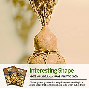 Survival Garden Seeds - Dipper Gourd Seed for Planting - Packet with Instructions to Plant and Grow Birdhouse Gourds in Your Home Vegetable Garden - Non-GMO Heirloom Variety