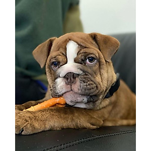 Nylabone Puppy Power Chew Toy - Tough and Durable Puppy Chew Toy for Teething - Puppy Supplies - Beef Broth & Vegetable Flavor, Small (1 Count)