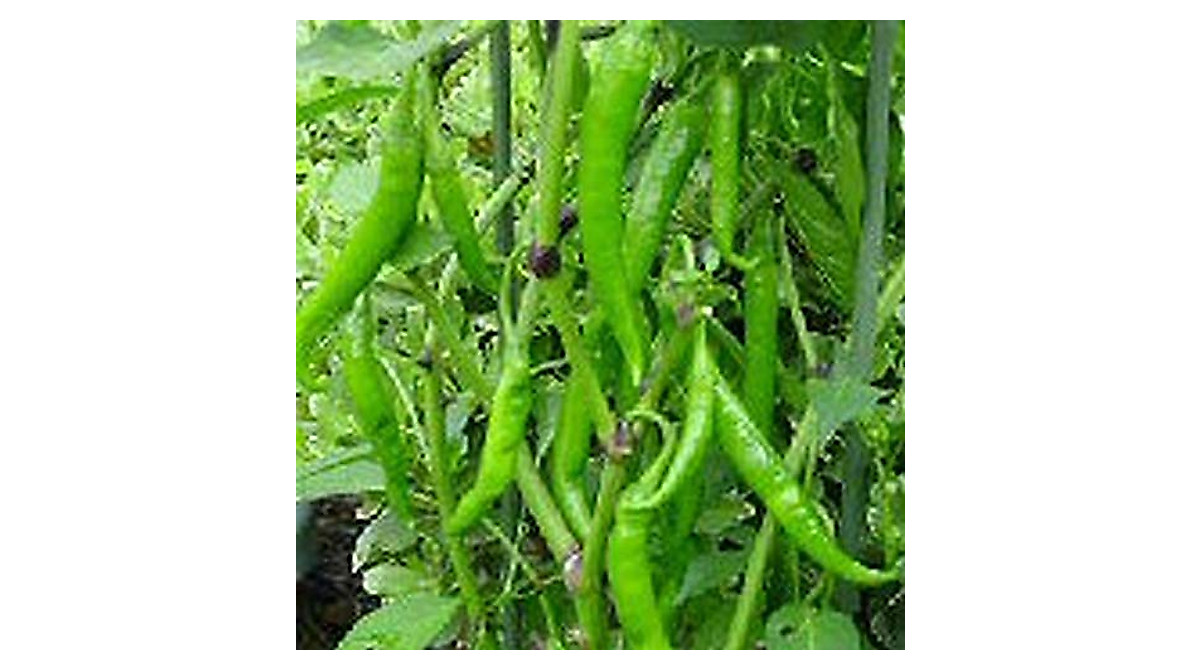 Green Power F1 Hybrid Hot Pepper Seeds | High-Yield Jwala Peppers