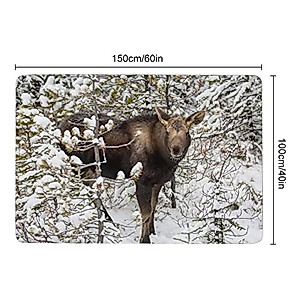 ERUXUGB Cutest Baby Animals | Moose Calf Coral Velvet Floor mat（150×100cm）