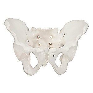 Axis Scientific Male Pelvis Model, Life Size Pelvic Human Anatomy Features Hip, Sacrum, and Coccyx, Includes Detailed Manual