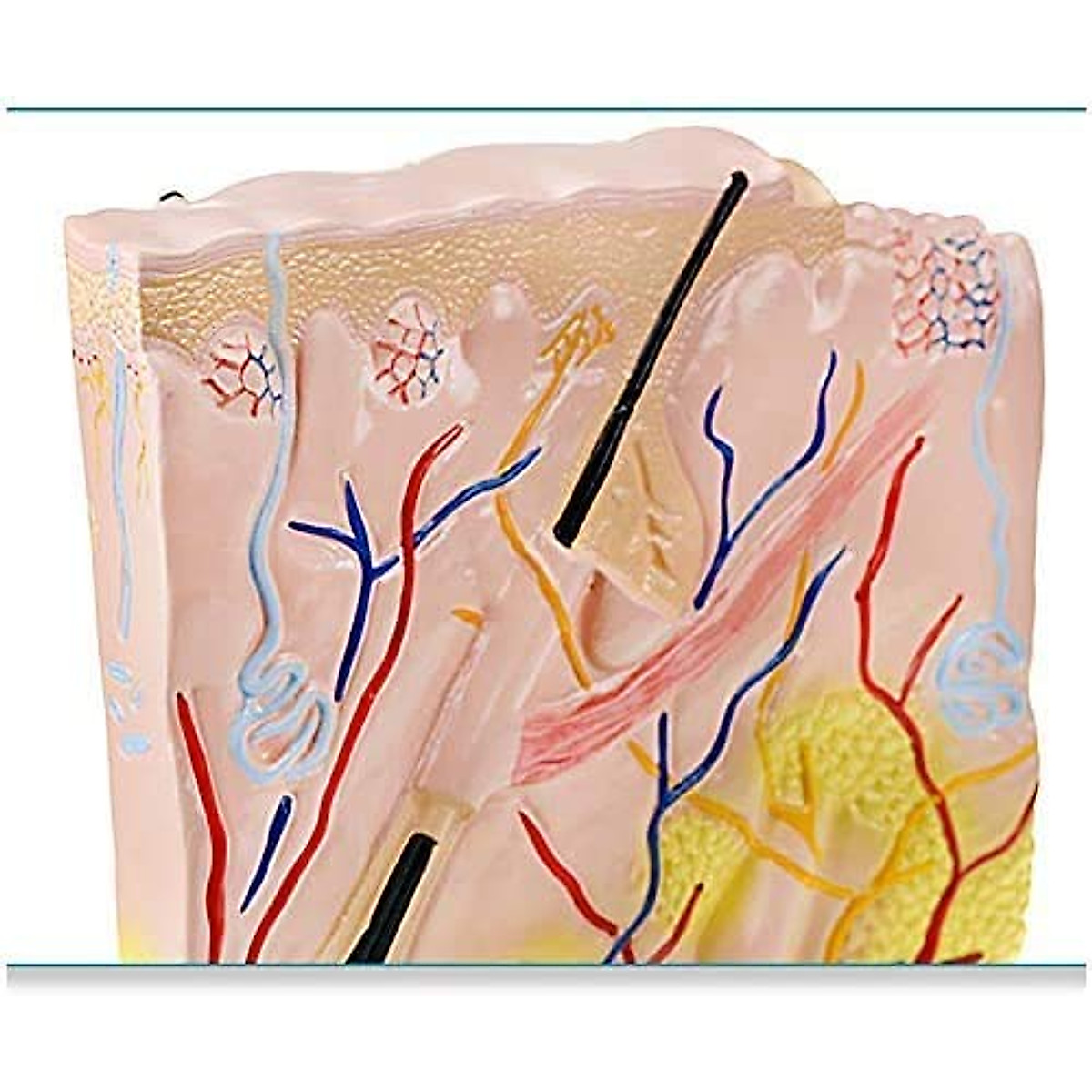 The Skin Structure Model - Planar Structure of Human Anatomical Medical Model Skin Leather Model - Model for The Visual Study,Lab Supplies