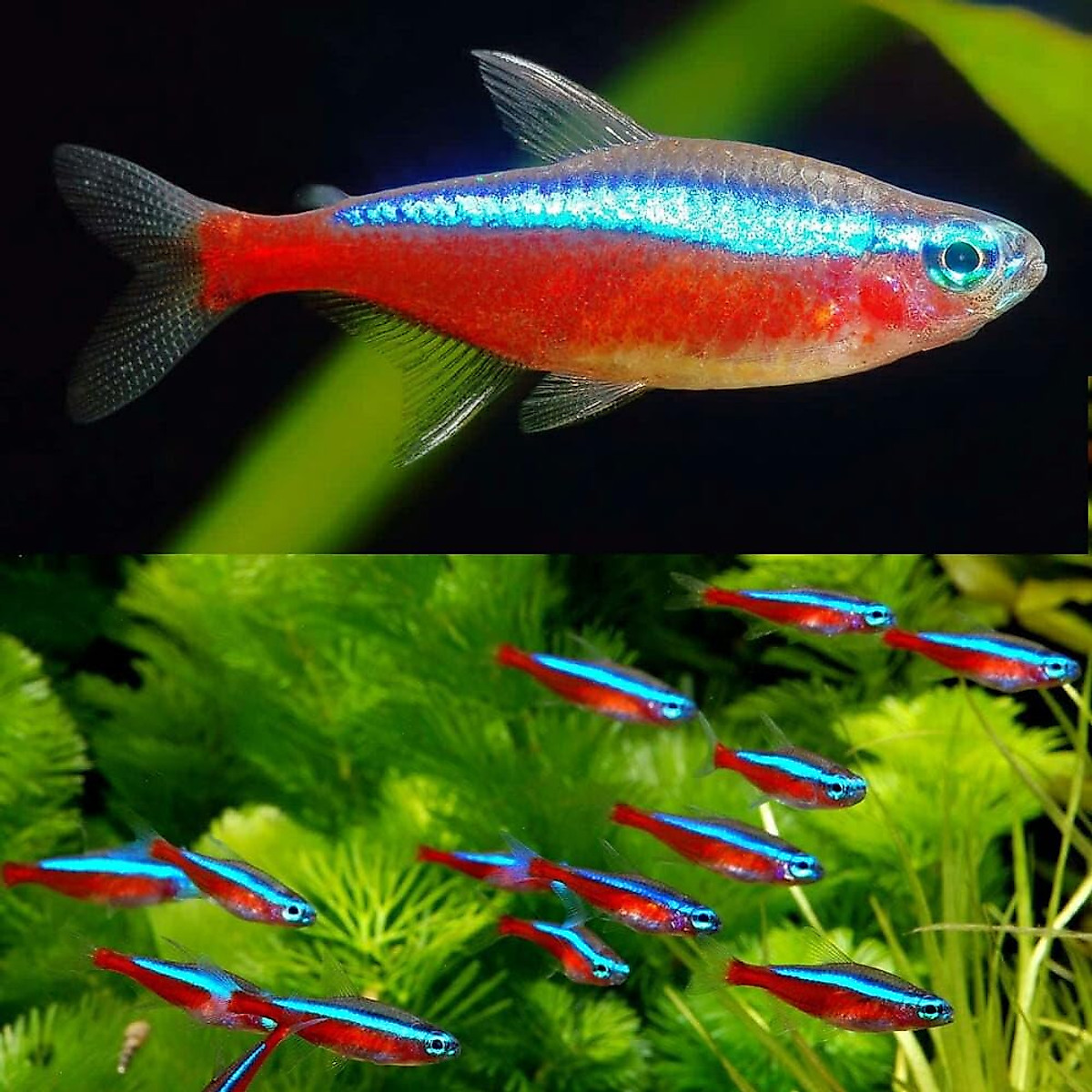 Cardinal Tetra Live Fish (8 Fish Pack) Small Size - Live Fish for Aquarium Exotic Freshwater Live Fish, Live Aquarium Fish, Live Fish, Live Freshwater Fish - Freshwater Fish Live Buy Live Fish