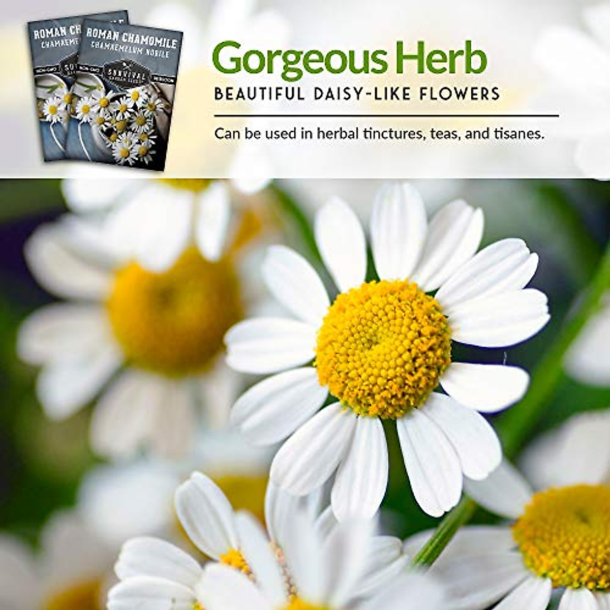 Survival Garden Seeds - Roman Chamomile Seed for Planting - Packet with Instructions to Plant and Grow Calming Medicinal Herbs in Your Home Vegetable Garden - Non-GMO Heirloom Variety