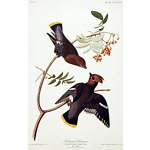 Bohemian Chatterer. From"The Birds of America" (Amsterdam Edition)