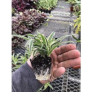 3 Pack - Spider Plant ~ Airplane Spider Plant ~ Live Plant for Home Office Decor