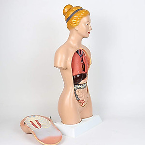 KINOFU Educational Model, Assembly Educational Model 45Cm Torso Model Human Torso Anatomical Model Decomposable Human Internal Organ Science Model for School,Education Teaching Aids