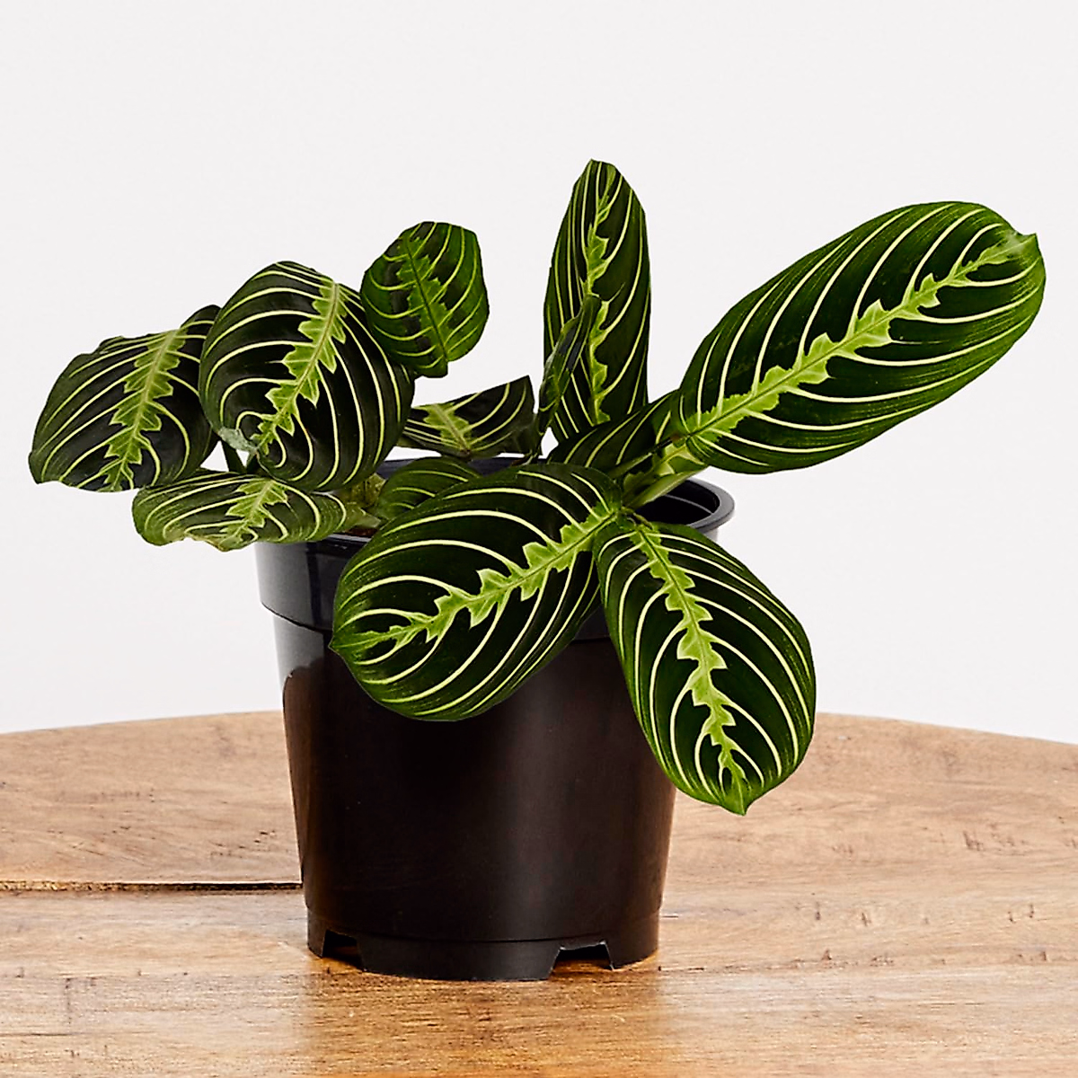 Greendigs Lemon Lime Prayer Plant in 5 Inch Grower's Pot