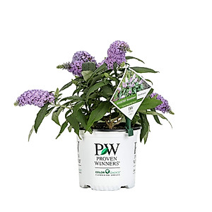 Proven Winners BUDPRC1446101 Pugster Amethyst Live Shrub 1 Gallon Purple