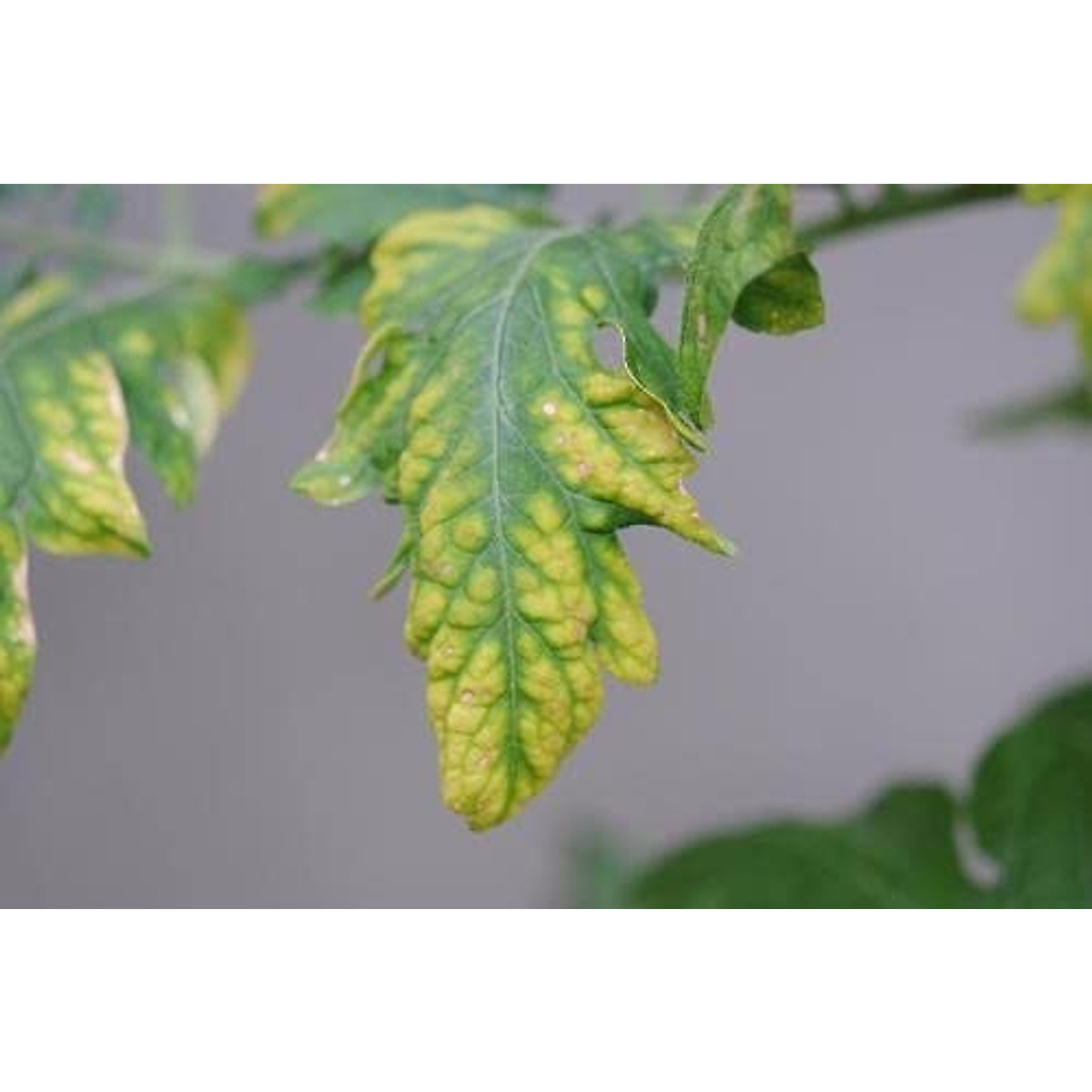 TrueNute Potassium Silicate in 16 Oz Packs, for Aquaponics, Hydroponics, Soil Drench and Foliar Spray to Correct Potassium and Silicate Deficiencies, Helps to Protect Plants from Pest Mold and Mildew