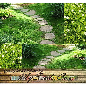 IRISH MOSS SEEDS, Sagina subulata, Heath Pearlwort, Perfect In Garden, Lawn Substitue or In-Between Stones, Groundcover Heath Pearlwort, Zones 4-10 - By MySeeds.Co (10000 Seeds)