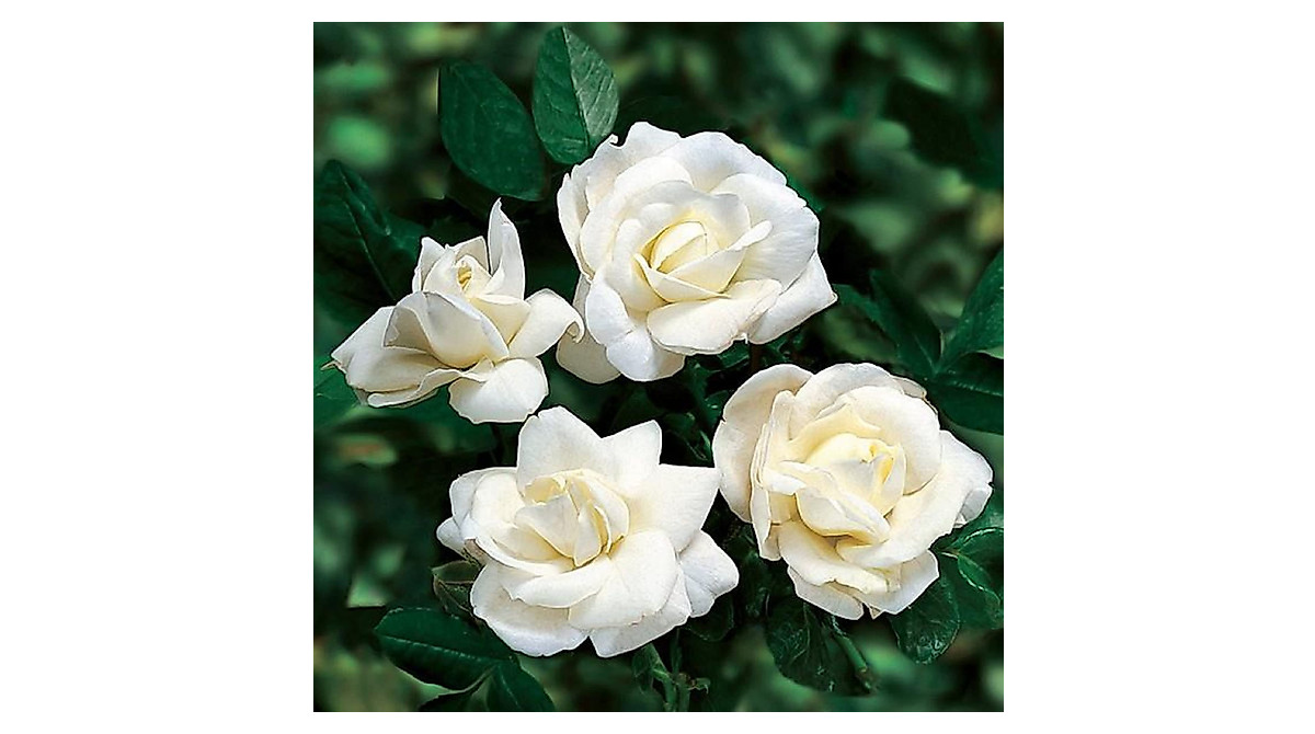 CHUXAY GARDEN Miniature White Rose Seeds - Hardy and Versatile