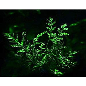 Water Fern Bolbitis Heudelotii Potted Live Aquarium Plant Fresh Water Plants by Greenpro