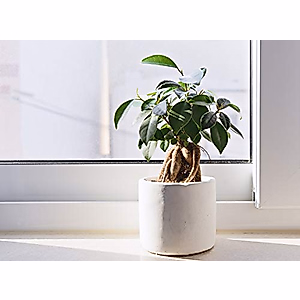Fiddle Leaf Fig Tree Fertilizer | Ficus Plant Food | Improves Leaves and Branches | Potted Indoor Trees and House Plants Treatment by Aquatic Arts