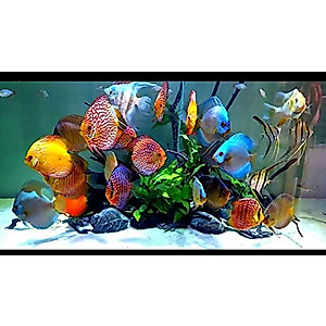 Smarttemp Thermometer