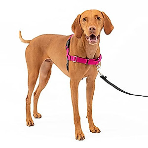 PetSafe Easy Walk Dog Harness, No Pull Dog Harness, Raspberry/Gray, Medium & Nylon Dog Leash - Strong, Durable, Traditional Style Leash with Easy to Use Bolt Snap - 3/4" x 6', Raspberry Pink