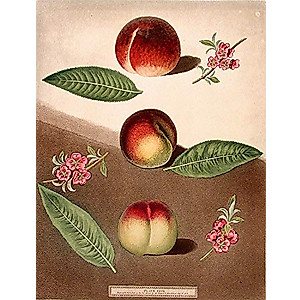 [Peach] Early Purple Peach; Peach of Mr. Padley's; Galand Peach (Violet Hative Peach)