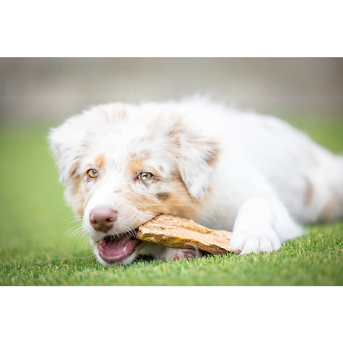 Barking Buddha Beef Cheek Chips | Extra Thick 2"-4" All Natural Rawhide Alternative No Hide Premium Dog Chew Strips | Peanut Butter | (Pack of 3-1LB Bags)