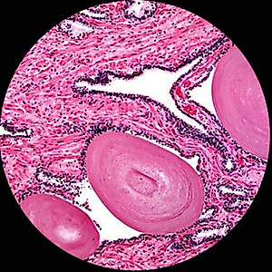 AmScope M150A Compound Monocular Microscope, WF10x and WF16x Eyepieces, 40x-640x Magnification, LED Illumination, Brightfield, Single-Lens Condenser, Coaxial Coarse and Fine Focus, Plain Stage, 110V
