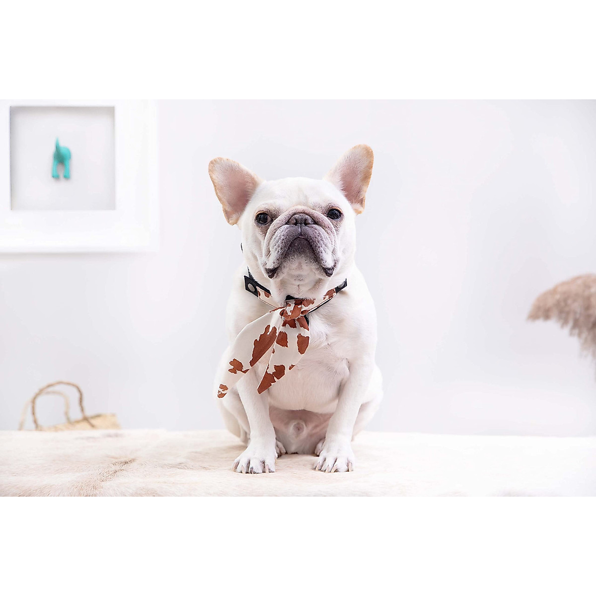 BOW Teddy Long - Modular Dog Collar