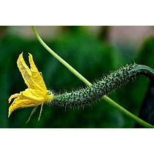 For 2024!Cucumber Seeds for Planting Vegetables and Fruits-Asian Suyo Long Cucumber Plant Seeds,Burpless Non GMO Garden Seeds Vegetable Seeds,Chinese Cucumber Seeds-11ct Veggie Seeds China Long Hybrid