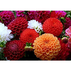Seeds4planting - Seeds Dahlia Pompon Mix Annual Beautiful Flower Non GMO