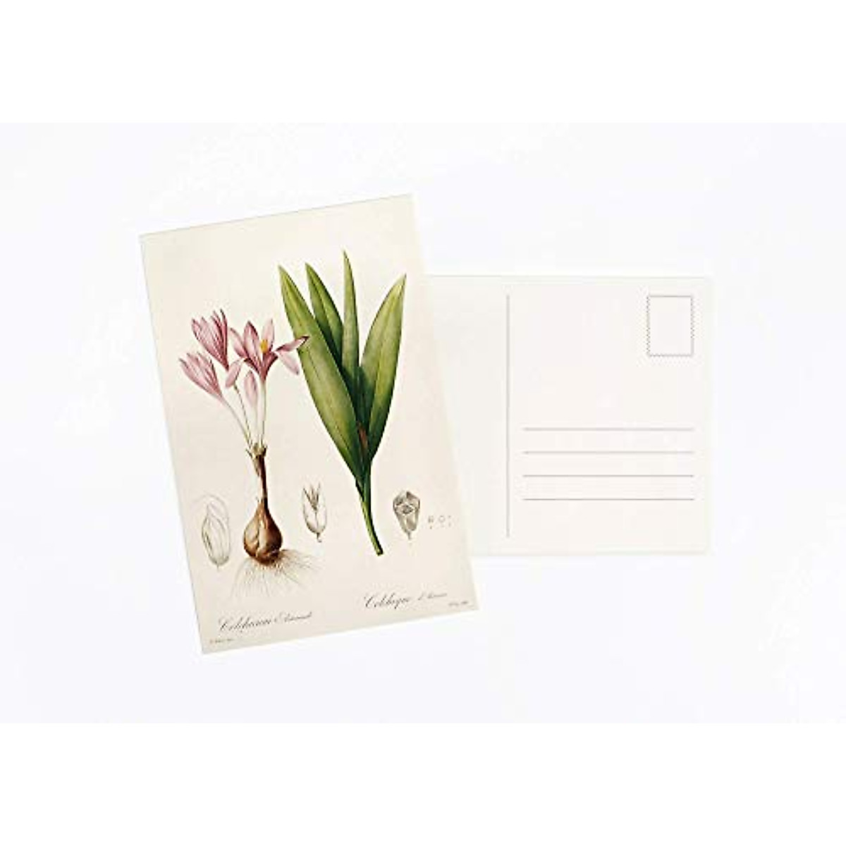 Vintage Collection Postcard Set: Pack of 30 Retro Style Botanical, Nature and Ephemera Postcards by Wintertime Crafts