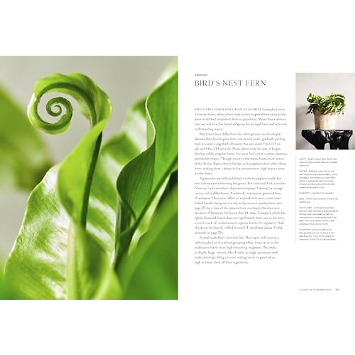 Terrain: The Houseplant Book: An Insider’s Guide to Cultivating and Collecting the Most Sought-After Specimens