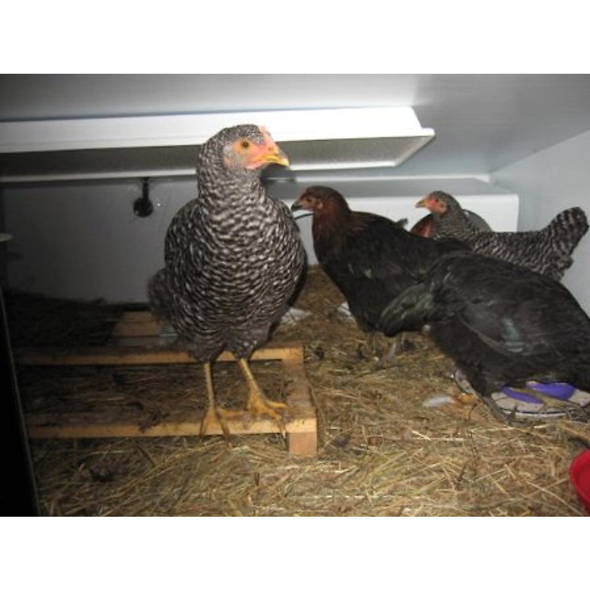 SWEETER HEATER Infrared Heater for Chicks & Pets, Side Mount 11x16, 50 Watt