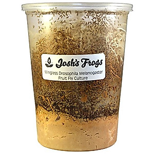 Josh's Frogs Producing Wingless Drosophila Melanogaster Fruit Fly Culture