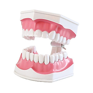 SEED&TREE Dental Teaching Study Brushing Model with Toothbrush/Removable Lower Teeth. Non Power. Plastic Model