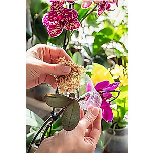 Better-Gro Sphagnum Moss - 100% Natural, Long-Fiber Moss for Orchids, Ferns, and Hostas, Excellent for Hanging Baskets and Propagating Plants - 240 Cubic Inches