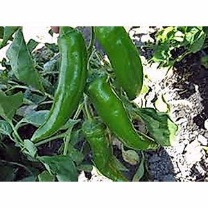 Pepper, Anaheim, Heirloom, 100 Seeds, Mildly Spicy Great Fresh OR Dried