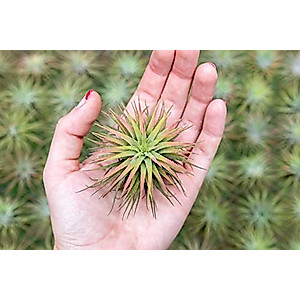 Air Plants Ionantha Mexican - Colors and Shape Varies Due to Seasonality-Live Tillandsia Succulent House Plants - Available in Wholesale and Bulk - Home and Garden Decor-Easy Care Plants (Pack of 5)