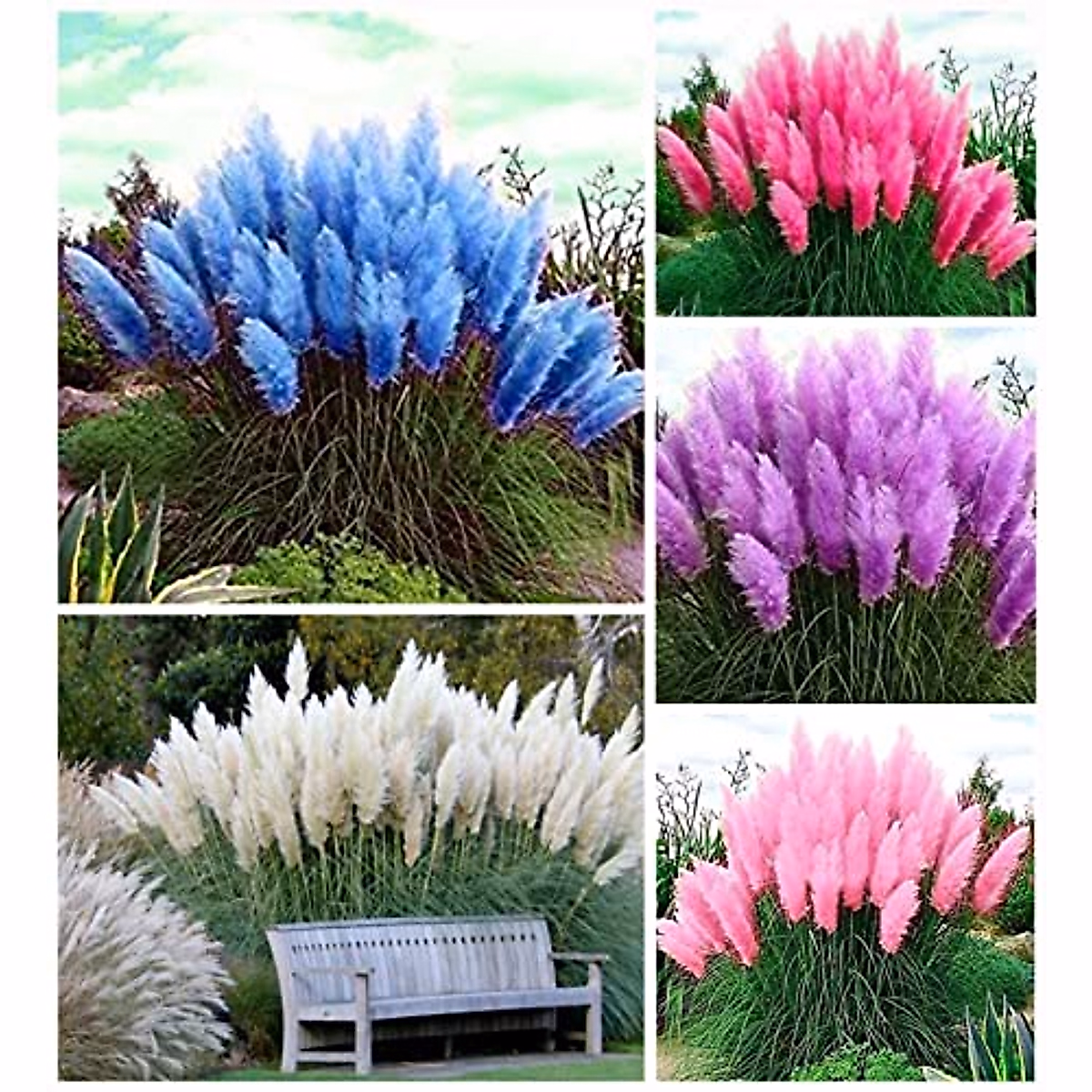 100+ Pcs Mix Pampas Grass Seeds Heirloom Ornamental Grass Seeds Rare Plants Decor Garden